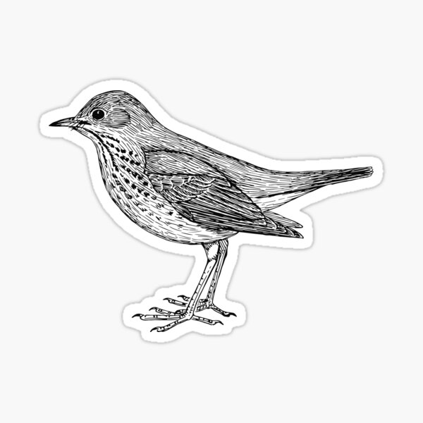"Hermit Thrush" Sticker for Sale by Sarah-Leonard | Redbubble