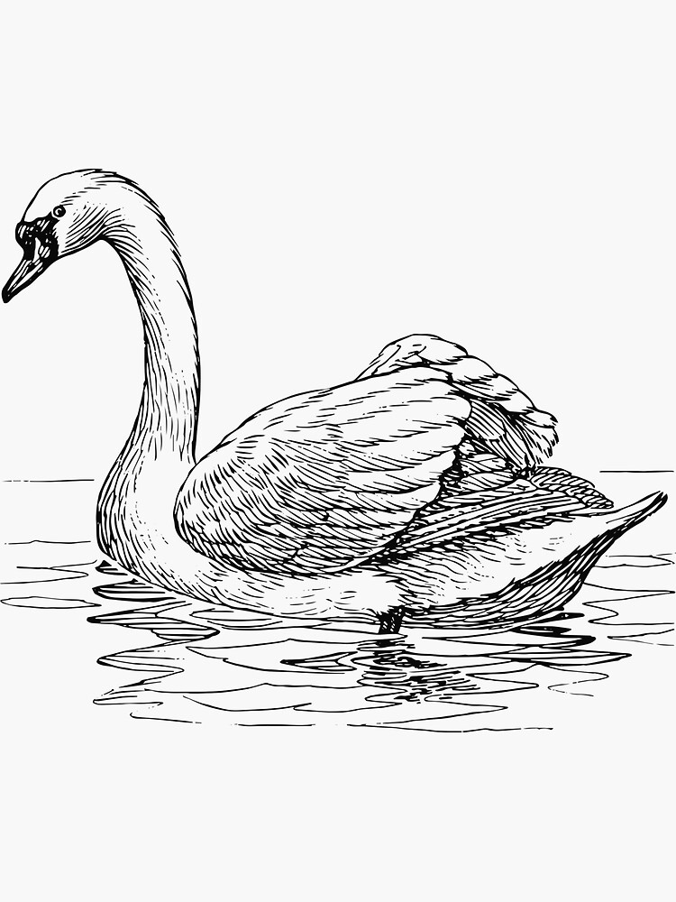 "Mute Swan" Sticker for Sale by Sarah-Leonard | Redbubble
