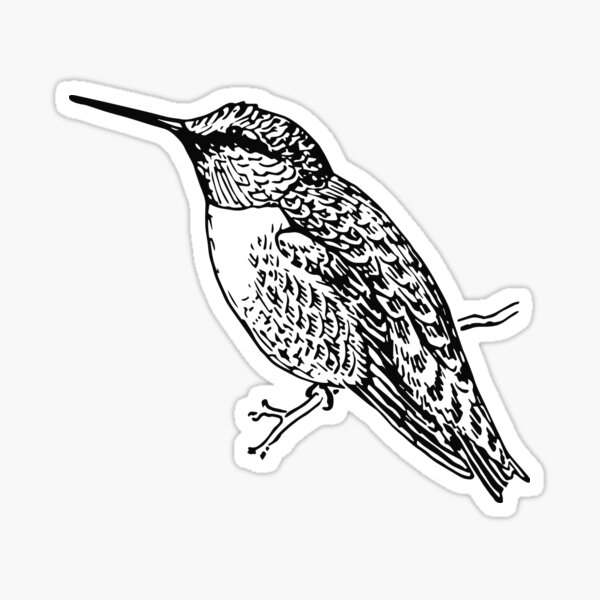 "Hummingbird" Sticker for Sale by Sarah-Leonard | Redbubble