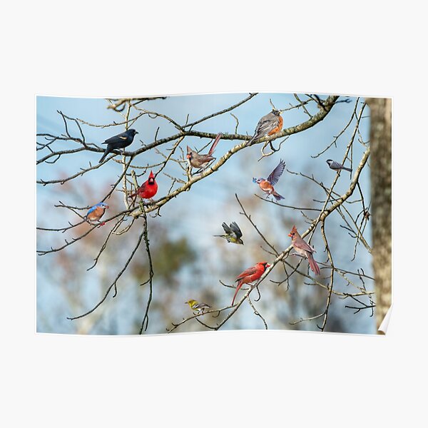 "Flock of Songbirds " Poster for Sale by Miracles | Redbubble