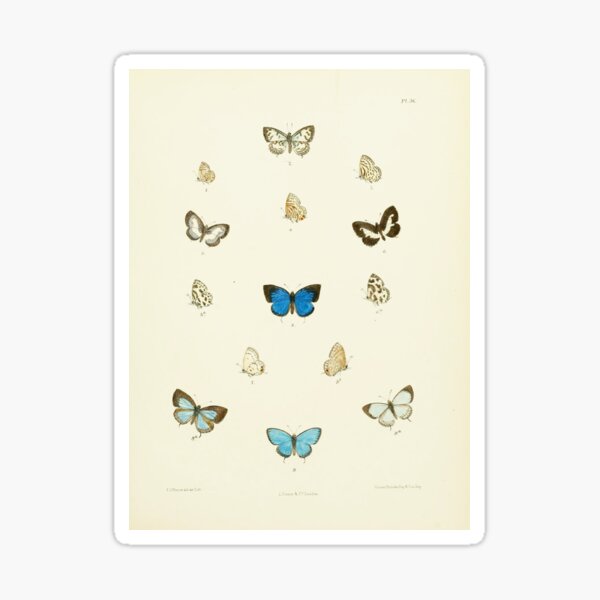 "The Lepidoptera of Ceylon/Blue Butterflies" Sticker for Sale by Cbusch | Redbubble