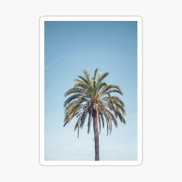 "Blue Sky Palm Tree and Tropical Palm " Sticker for Sale by ...