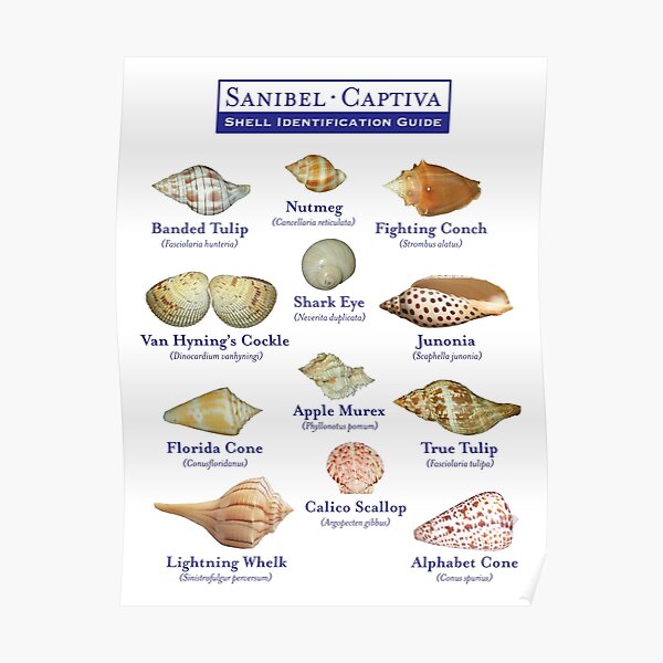 "Sanibel, Captiva Island Florida Shell Identification Guide" Poster for ...