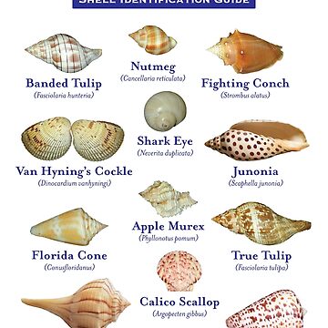 "Sanibel, Captiva Island Florida Shell Identification Guide" Poster for ...