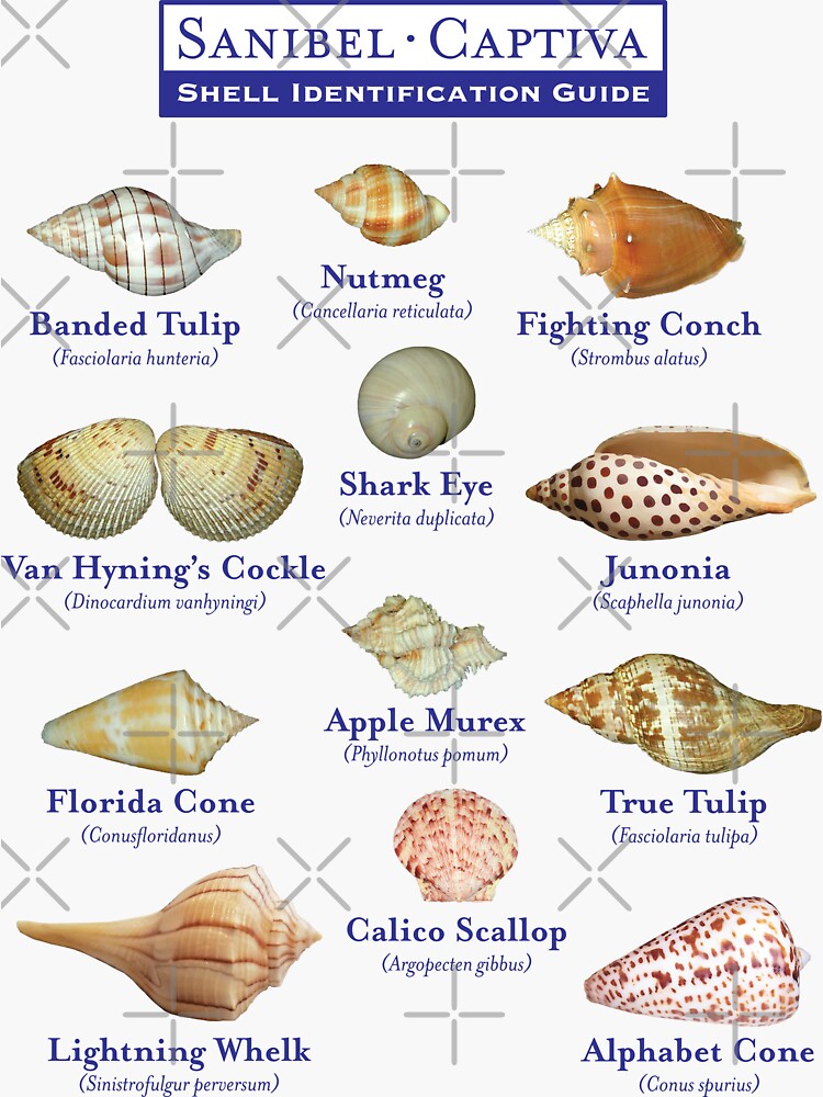 "Sanibel, Captiva Island Florida Shell Identification Guide" Sticker ...