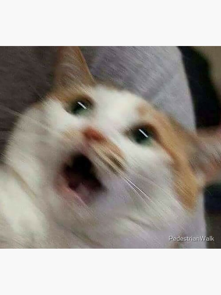 "Cat funny face meme " Sticker for Sale by PedestrianWalk | Redbubble