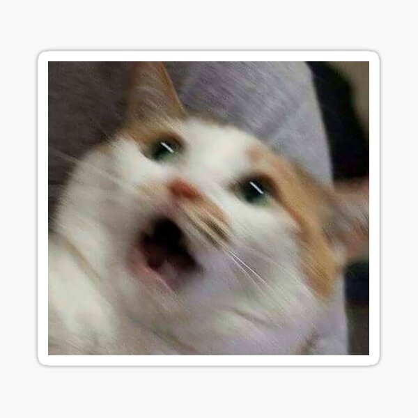 "Cat funny face meme " Sticker for Sale by PedestrianWalk | Redbubble