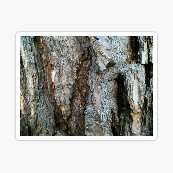 "Old pine tree bark" Sticker for Sale by AdioraStore | Redbubble