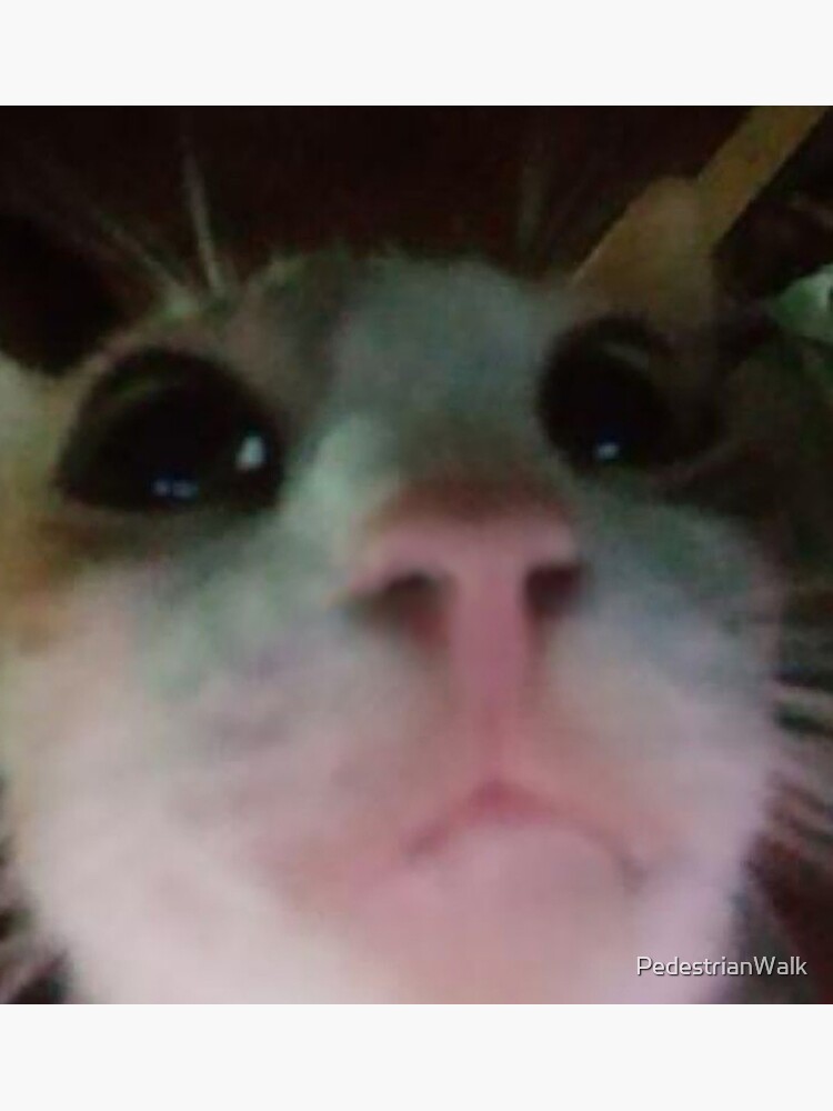 "Cat funny face meme " Poster for Sale by PedestrianWalk | Redbubble