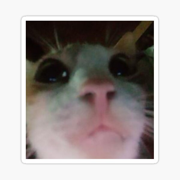 "Cat funny face meme " Sticker for Sale by PedestrianWalk | Redbubble
