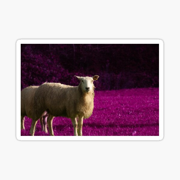 "sheep" Sticker for Sale by Francespoppy | Redbubble