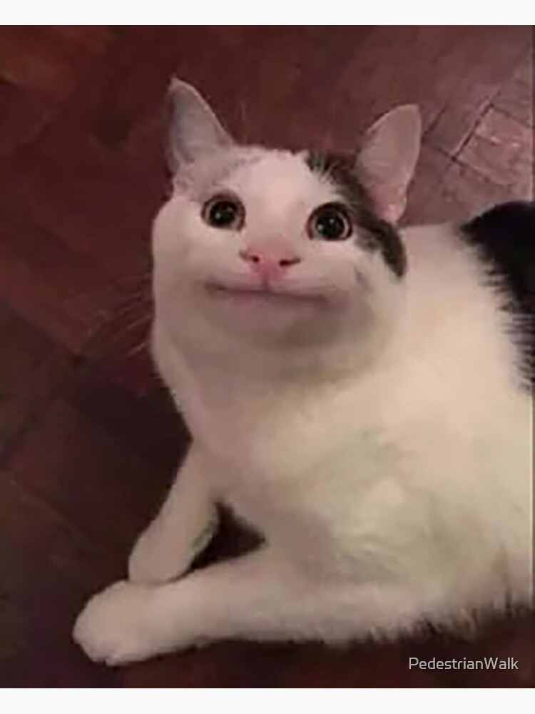 "Cat funny face meme " Poster for Sale by PedestrianWalk | Redbubble