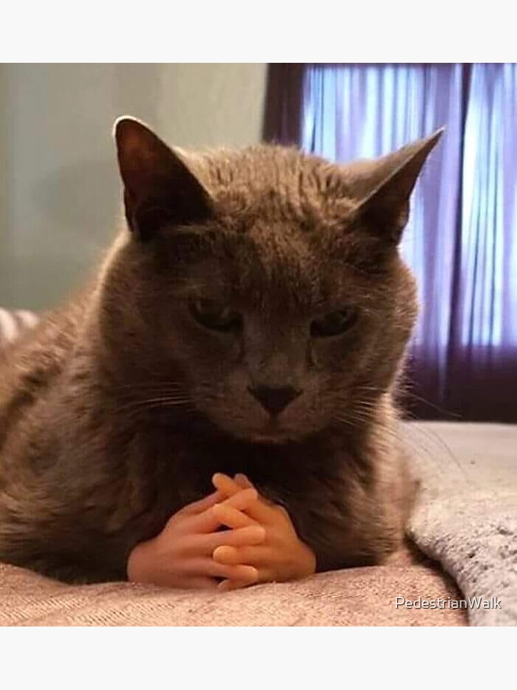 "Cat funny face meme " Sticker for Sale by PedestrianWalk | Redbubble