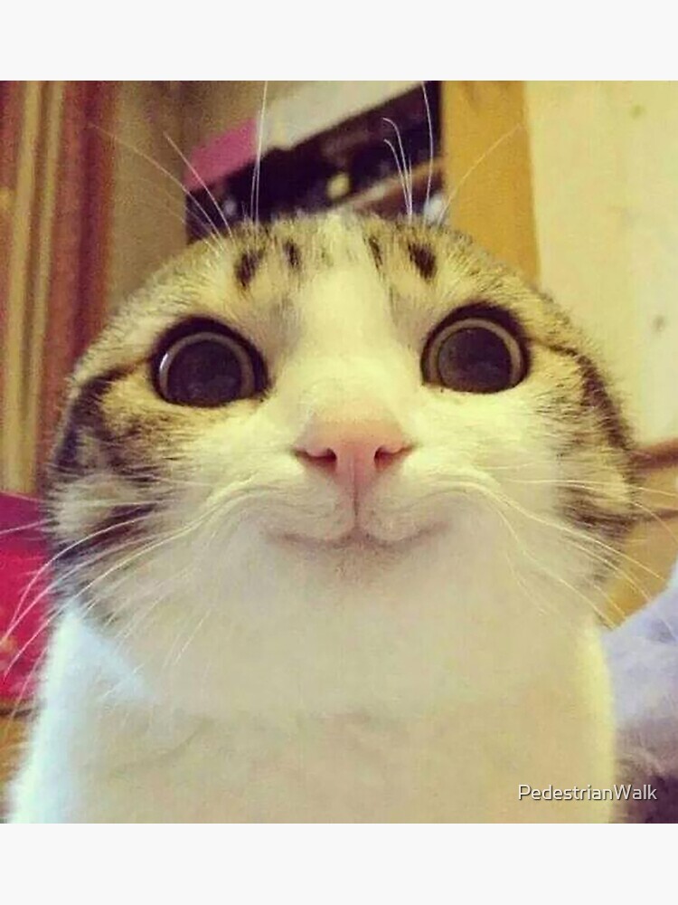 "Cat funny face meme " Poster for Sale by PedestrianWalk | Redbubble