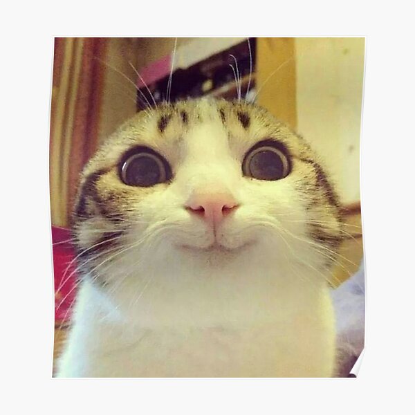 "Cat funny face meme " Poster for Sale by PedestrianWalk | Redbubble