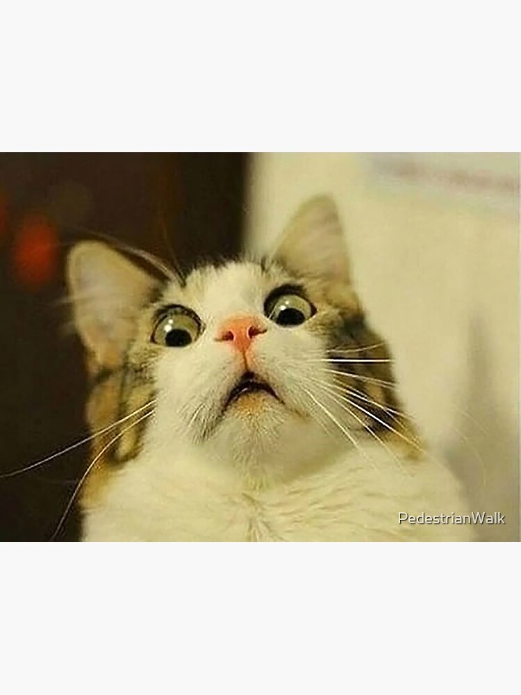 "Cat funny face meme " Poster for Sale by PedestrianWalk | Redbubble