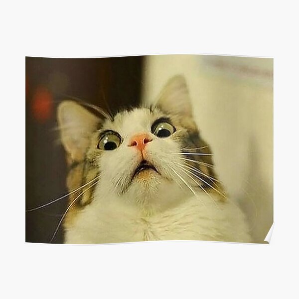 "Cat funny face meme " Poster for Sale by PedestrianWalk | Redbubble