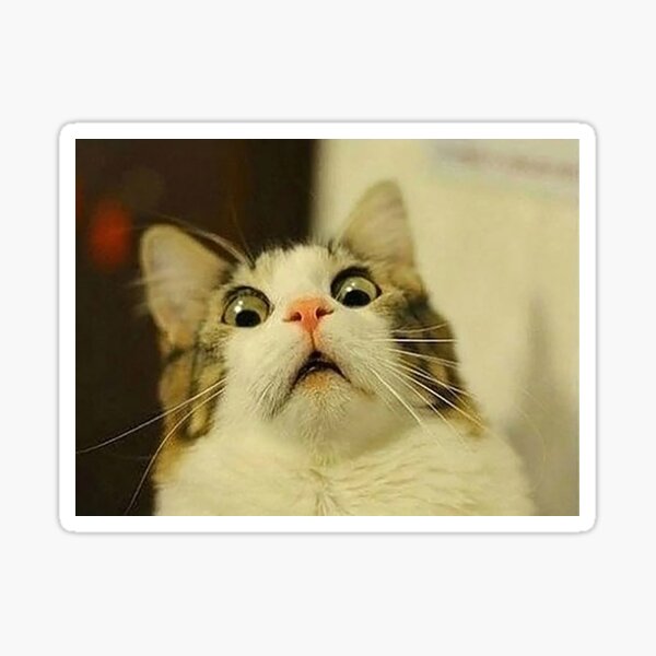 "Cat funny face meme " Sticker for Sale by PedestrianWalk | Redbubble