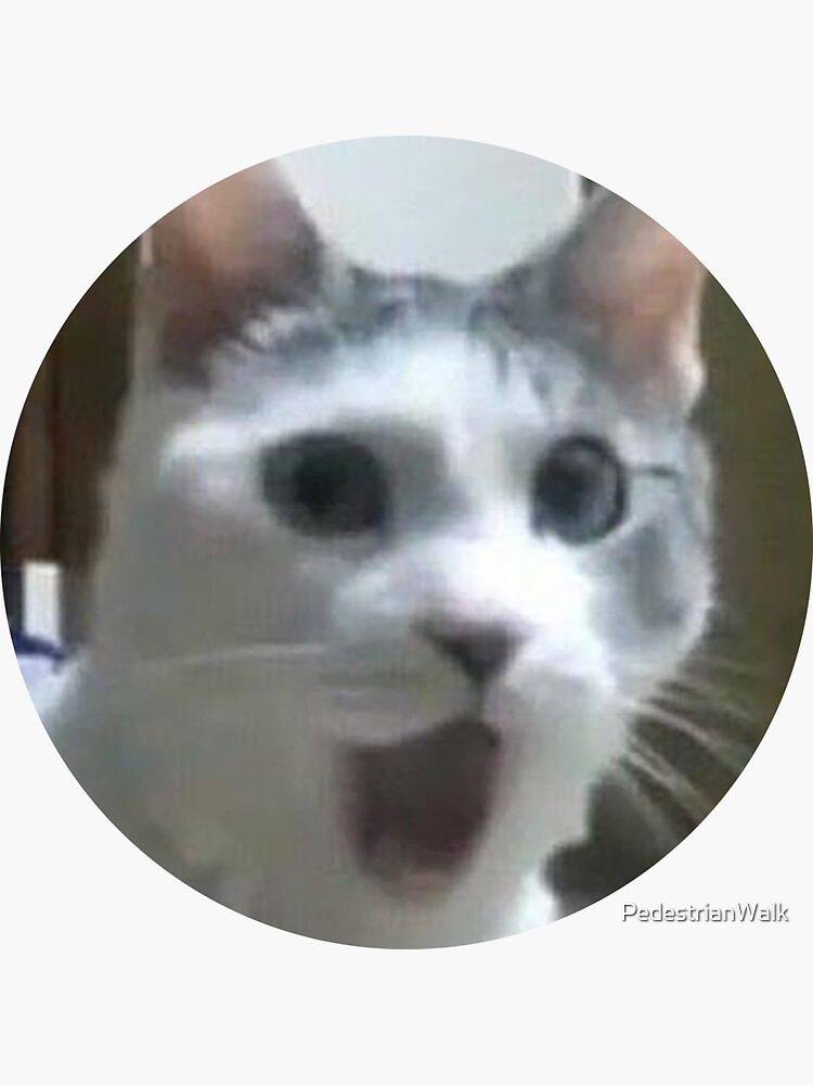"Cat funny face meme " Sticker for Sale by PedestrianWalk | Redbubble