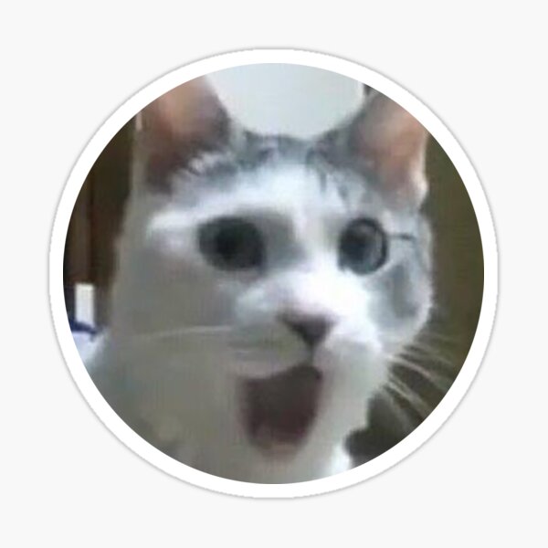 "Cat funny face meme " Sticker for Sale by PedestrianWalk | Redbubble
