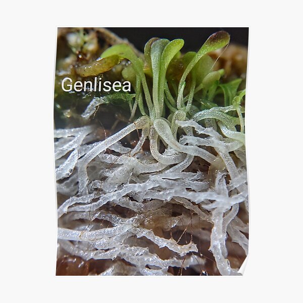"Genlisea aka the corkscrew plant #1" Poster for Sale by Deathplant ...