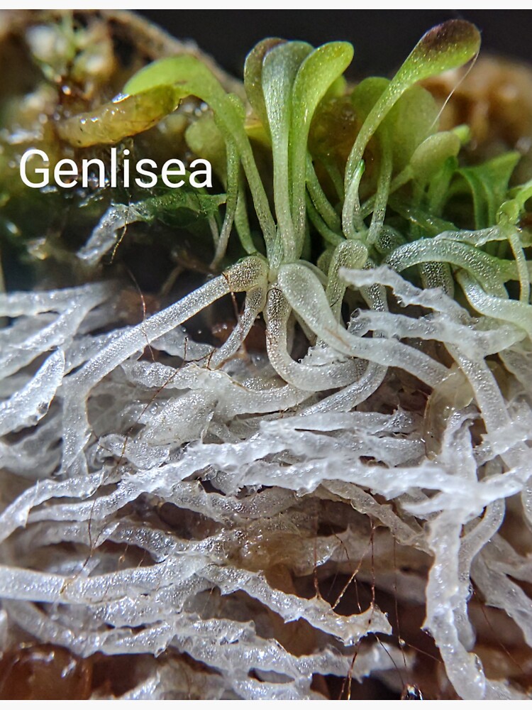 "Genlisea aka the corkscrew plant #1" Sticker for Sale by Deathplant ...