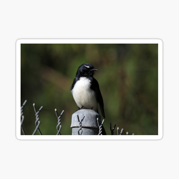 "Willie Wagtail" Sticker for Sale by 27Tammy27 | Redbubble