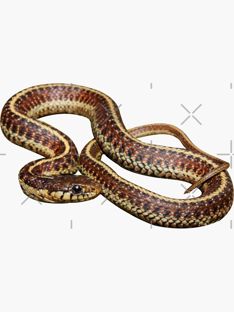 "Garter snake - Thamnophis" Sticker for Sale by burningbackpack | Redbubble