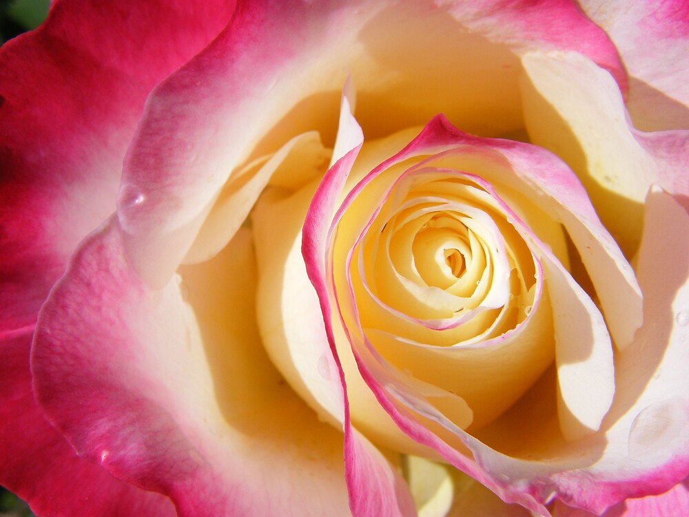 "Strawberry and Cream" by Maria Marsico | Redbubble