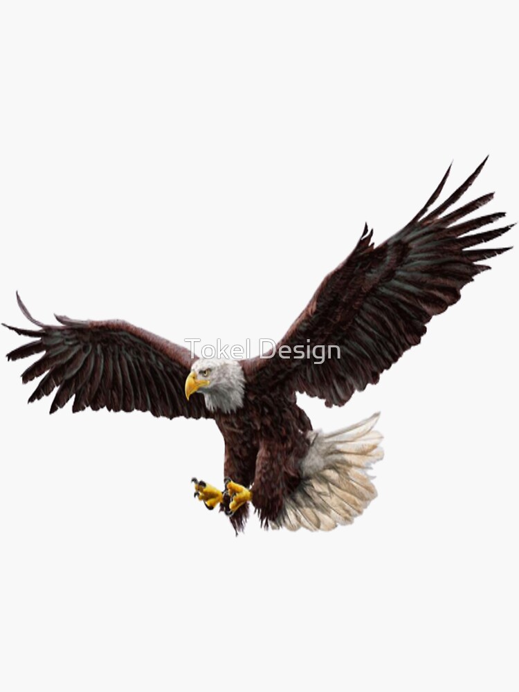 "Bald eagle flying" Sticker for Sale by whisper41 | Redbubble