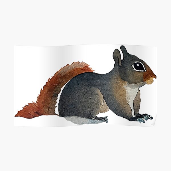 "Cute Squirrel Simple" Poster for Sale by recollectionsv | Redbubble