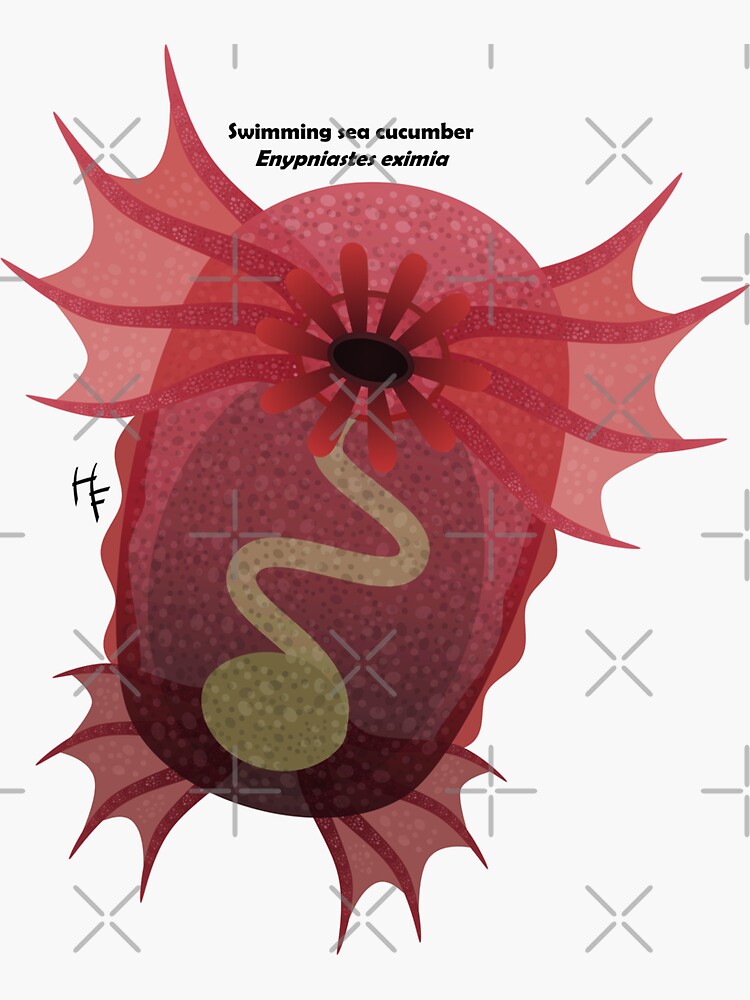 "Team Submarine Swimming Sea Cucumber (Enypniastes eximia)" Sticker for ...