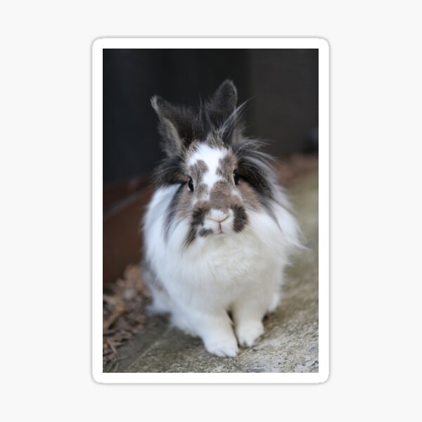 "Lionhead Bunny" Sticker for Sale by Rachelkenaston | Redbubble