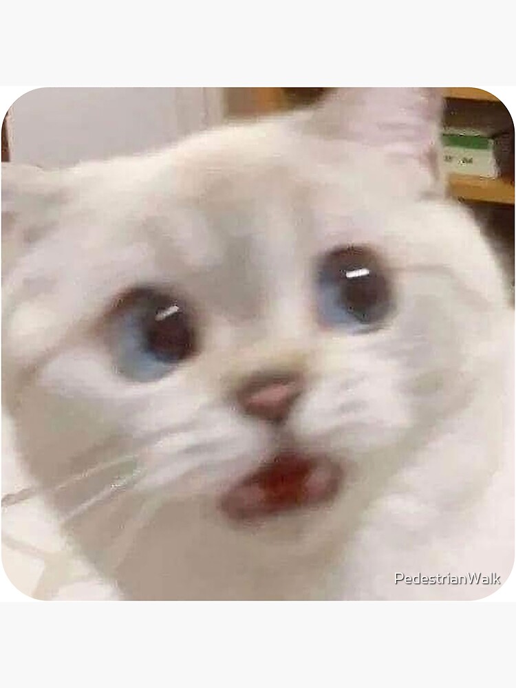 "Cat funny face meme " Photographic Print for Sale by PedestrianWalk ...
