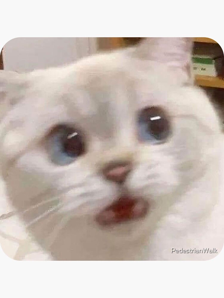 "Cat funny face meme " Sticker for Sale by PedestrianWalk | Redbubble