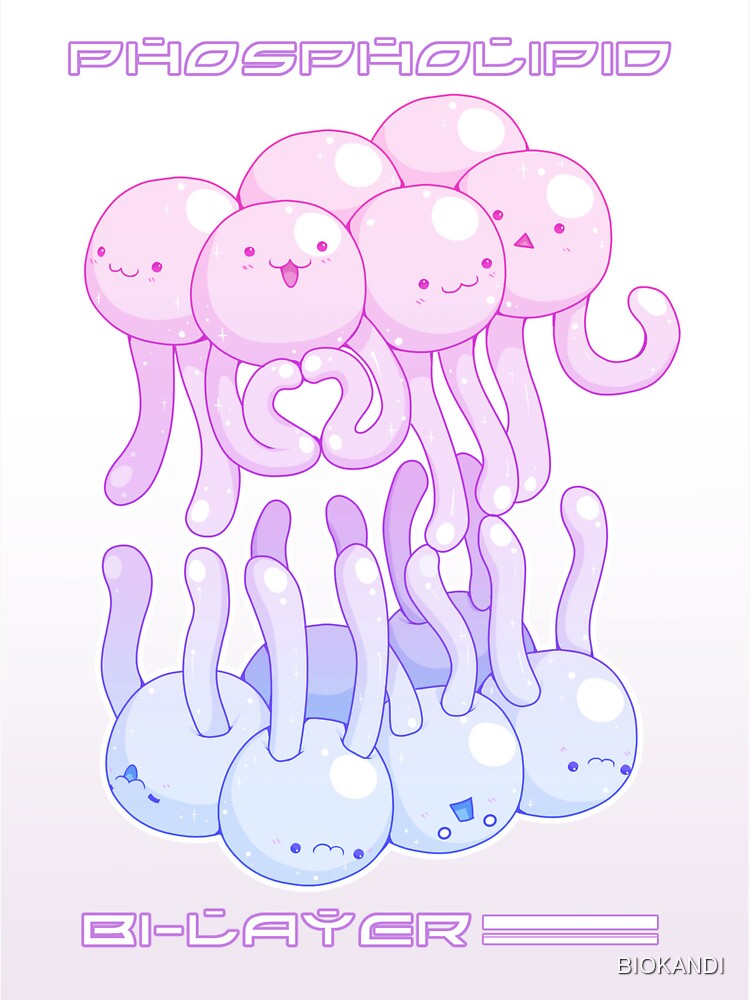 "Phospholipid Bilayer " Sticker for Sale by BIOKANDI | Redbubble