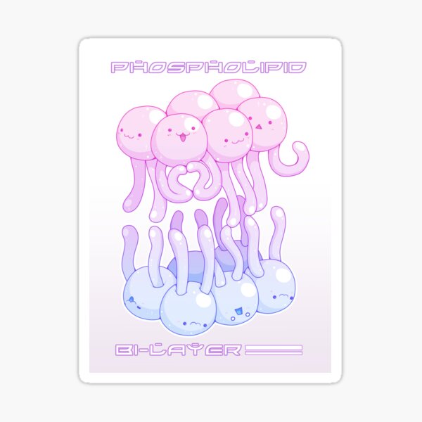 "Phospholipid Bilayer " Sticker for Sale by BIOKANDI | Redbubble