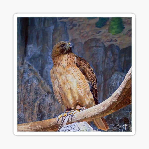 "Red Tailed Hawk" Sticker for Sale by LarryNaderPhoto | Redbubble