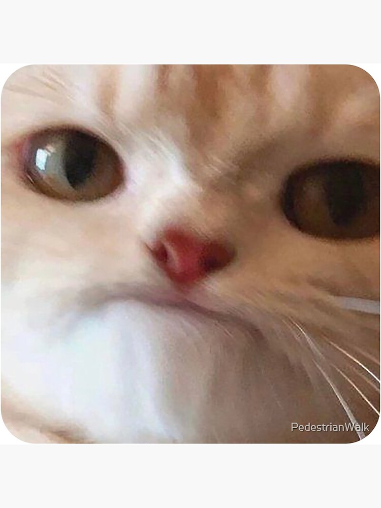 "Cat funny face meme " Art Print for Sale by PedestrianWalk | Redbubble