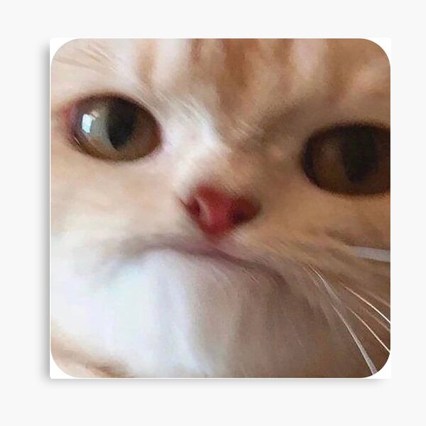 "Cat funny face meme " Canvas Print for Sale by PedestrianWalk | Redbubble