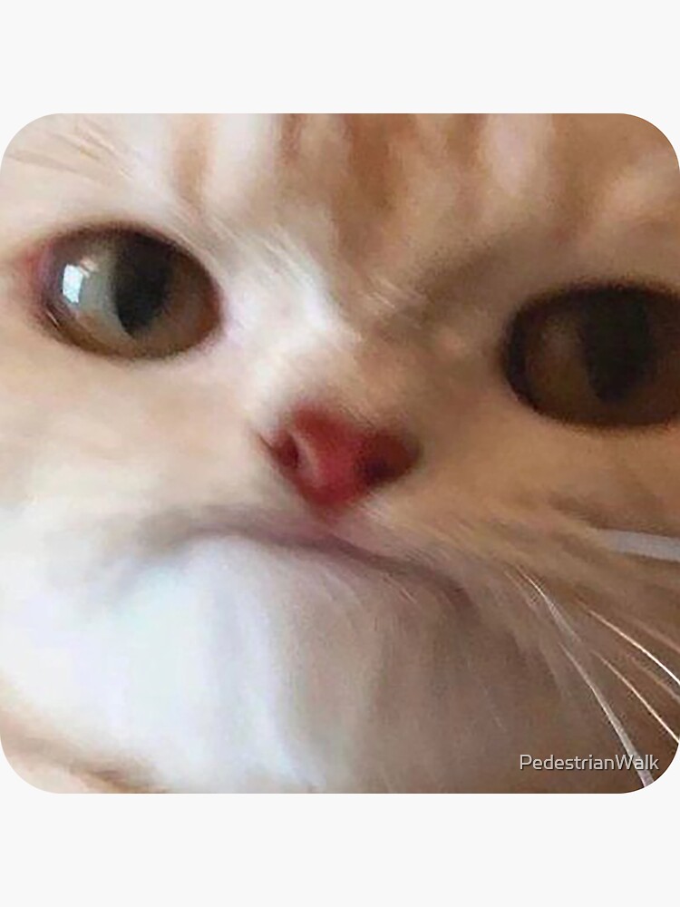 "Cat funny face meme " Sticker for Sale by PedestrianWalk | Redbubble