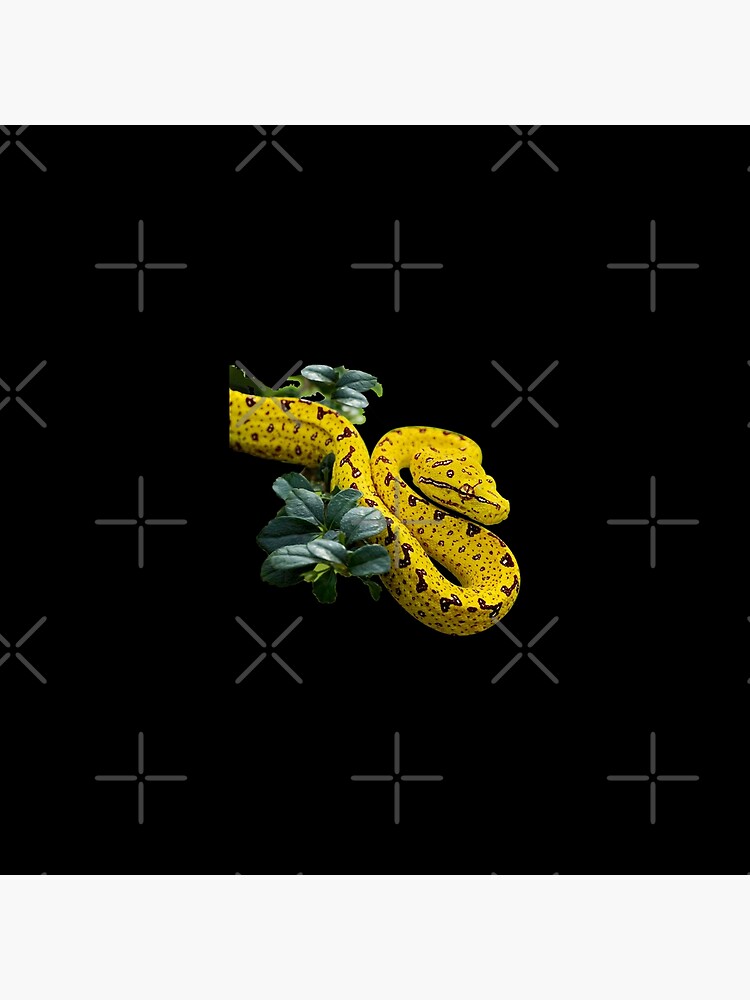 "Juvenile Green Tree Python - Morelia viridis" Poster for Sale by ...