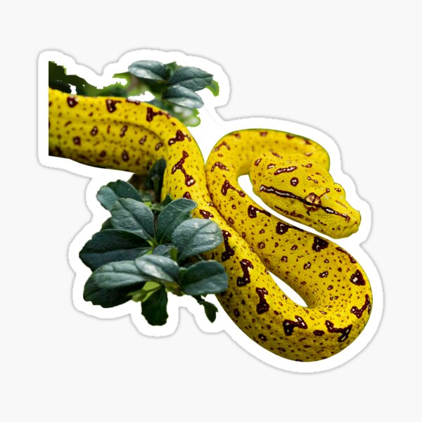 "Juvenile Green Tree Python - Morelia viridis" Sticker for Sale by ...