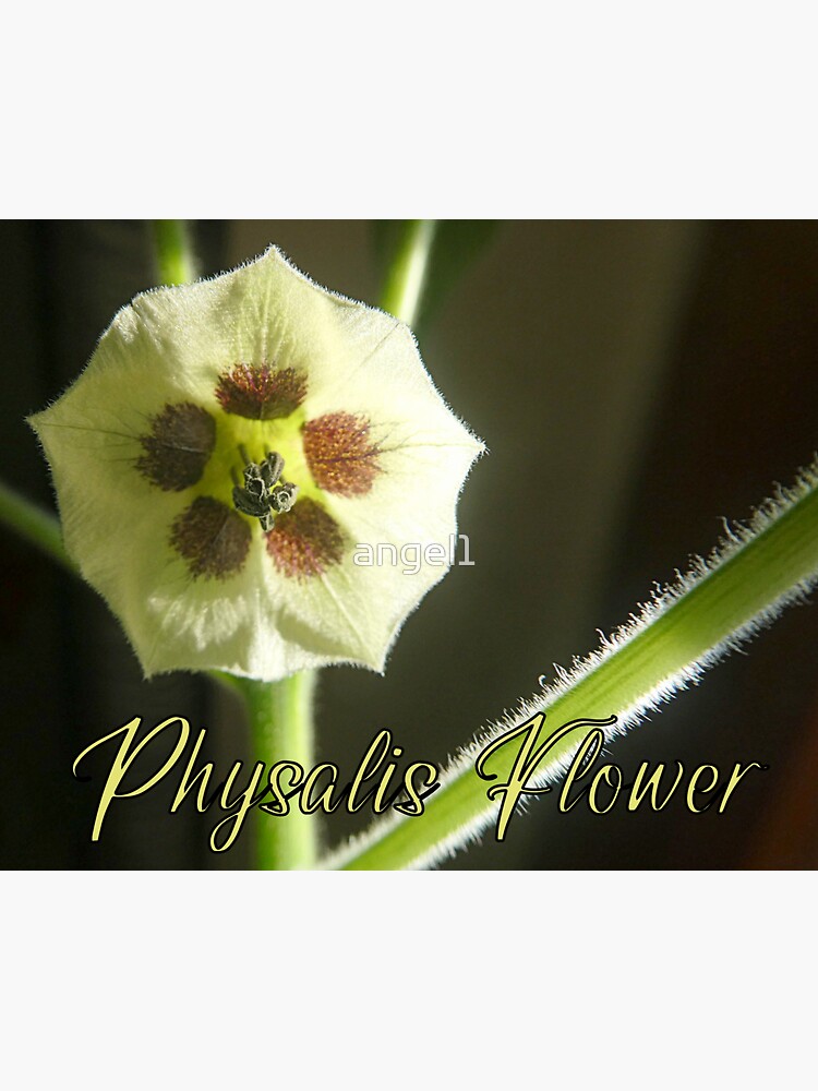 "Physalis Flower" Sticker for Sale by angel1 | Redbubble
