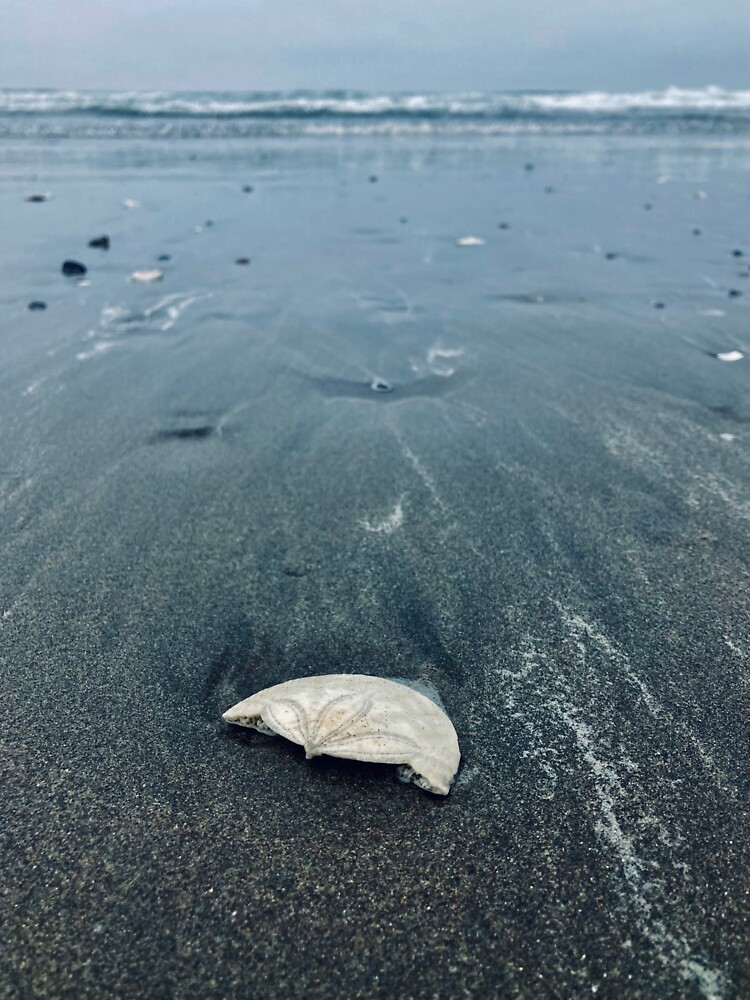 "Sand dollar shell" Sticker for Sale by Tanyateo | Redbubble