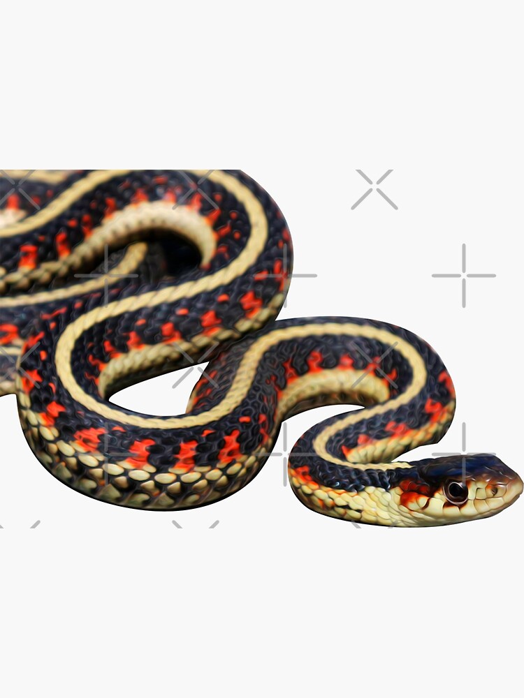 "common Garter snake - Thamnophis" Sticker for Sale by burningbackpack ...