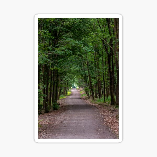 "Walking path in forest. Forest road." Sticker for Sale by LubosChlubny ...