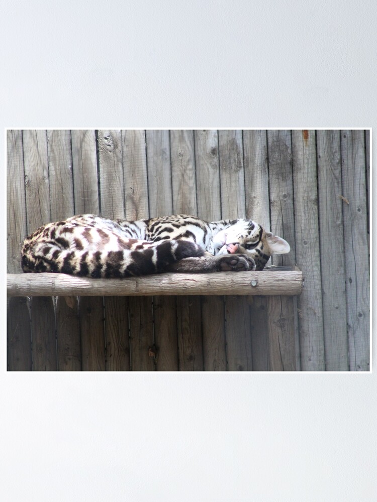 "Sleeping Ocelot" Poster for Sale by Callistomuseum | Redbubble