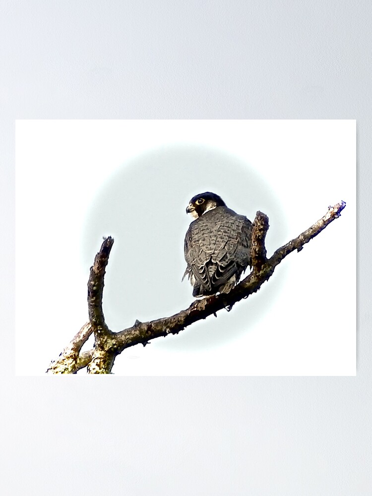 "EYE CAN SEE YOU !" Poster by dumbodancer | Redbubble