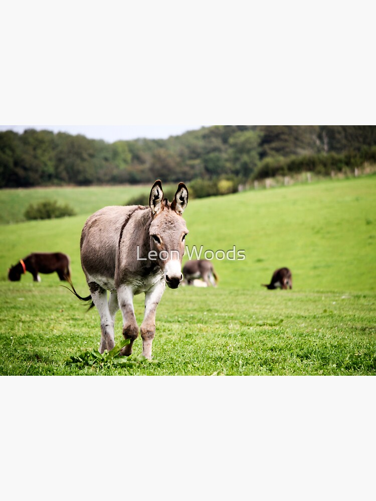 "Donkey" Sticker for Sale by leonwoods | Redbubble